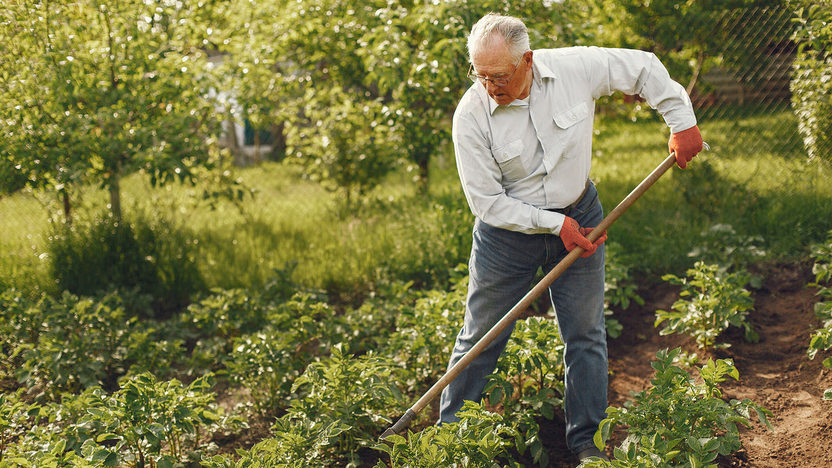 Standard Process Cyruta Plus Product Review | Tuscola Pain and Wellness ...